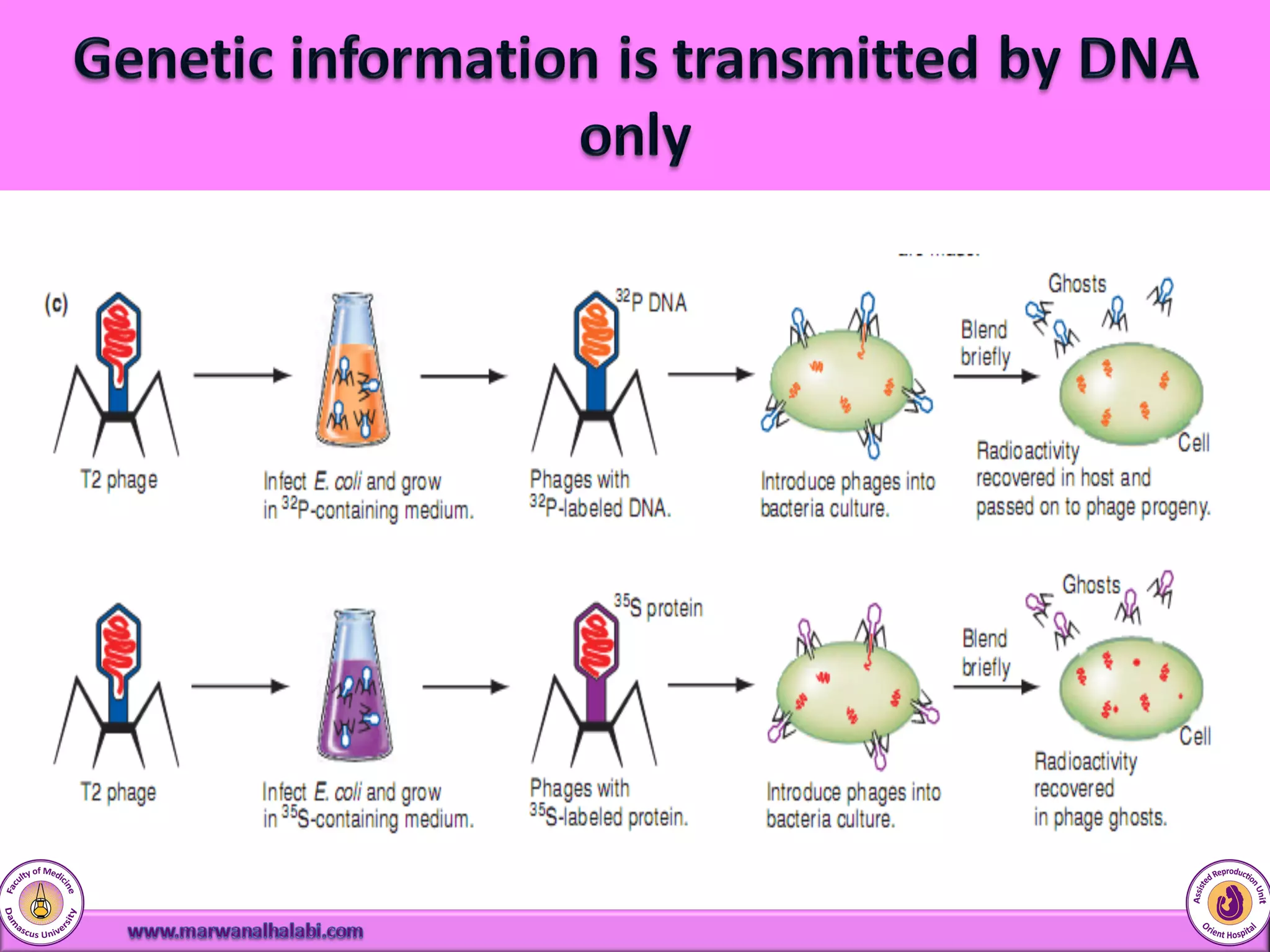 Genetic Material | PDF