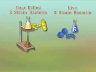 Genetic Material | PDF