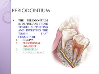 1-Gingiva.pptx.periodontium gingiva .macro and microscopic features | PPTX
