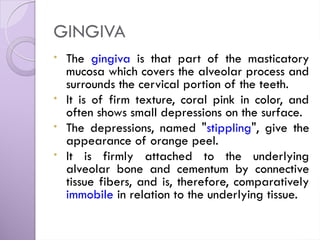 1-Gingiva.pptx.periodontium gingiva .macro and microscopic features | PPTX