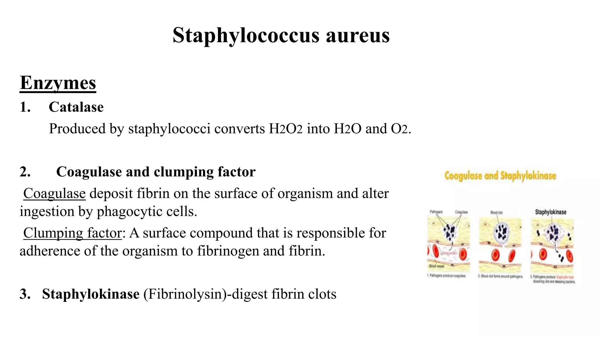 Gram Positive Cocci-Staphylococcus | PPTX