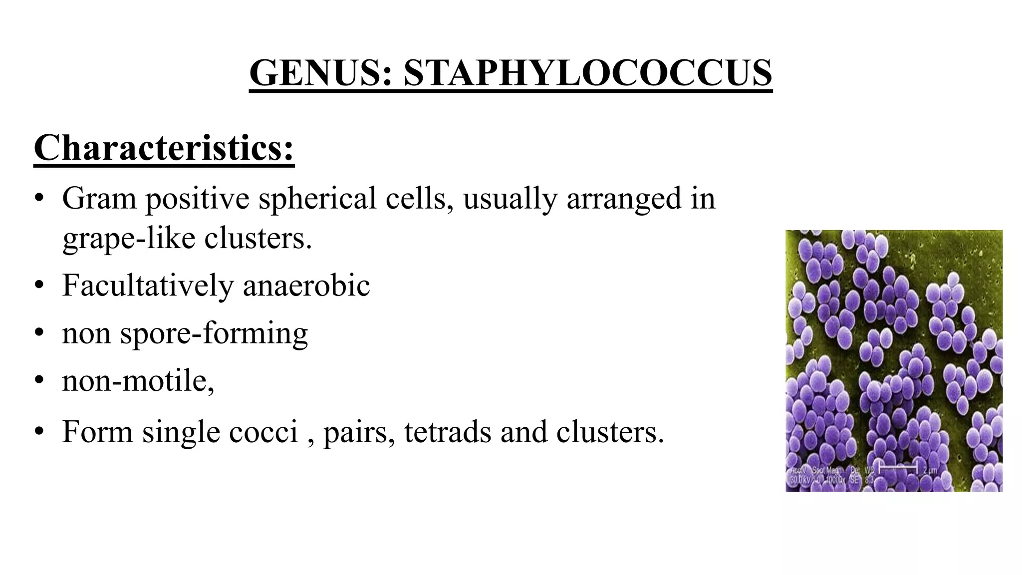 Gram Positive Cocci-Staphylococcus | PPTX