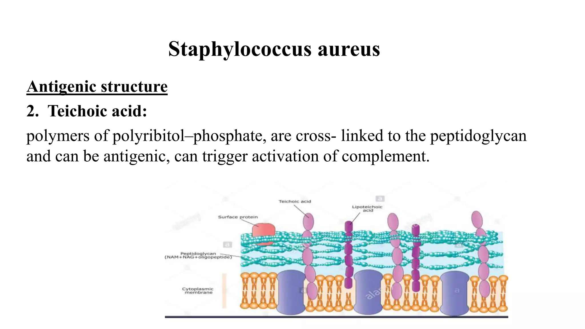 Gram Positive Cocci-Staphylococcus | PPTX