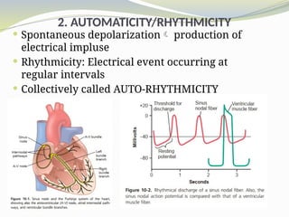 1-Heart-1.ppt 💓 What is the Human Heart? | PPT