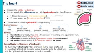 Anatomy of the heart and cardiovascular system | PPT