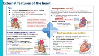 Anatomy of the heart and cardiovascular system | PPT