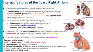 Anatomy of the heart and cardiovascular system | PPT