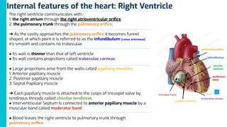 Anatomy of the heart and cardiovascular system | PPT