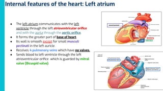 Anatomy of the heart and cardiovascular system | PPT