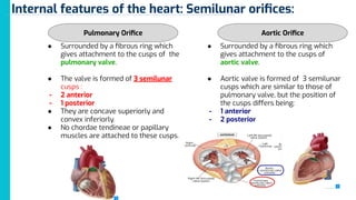 Anatomy of the heart and cardiovascular system | PPT