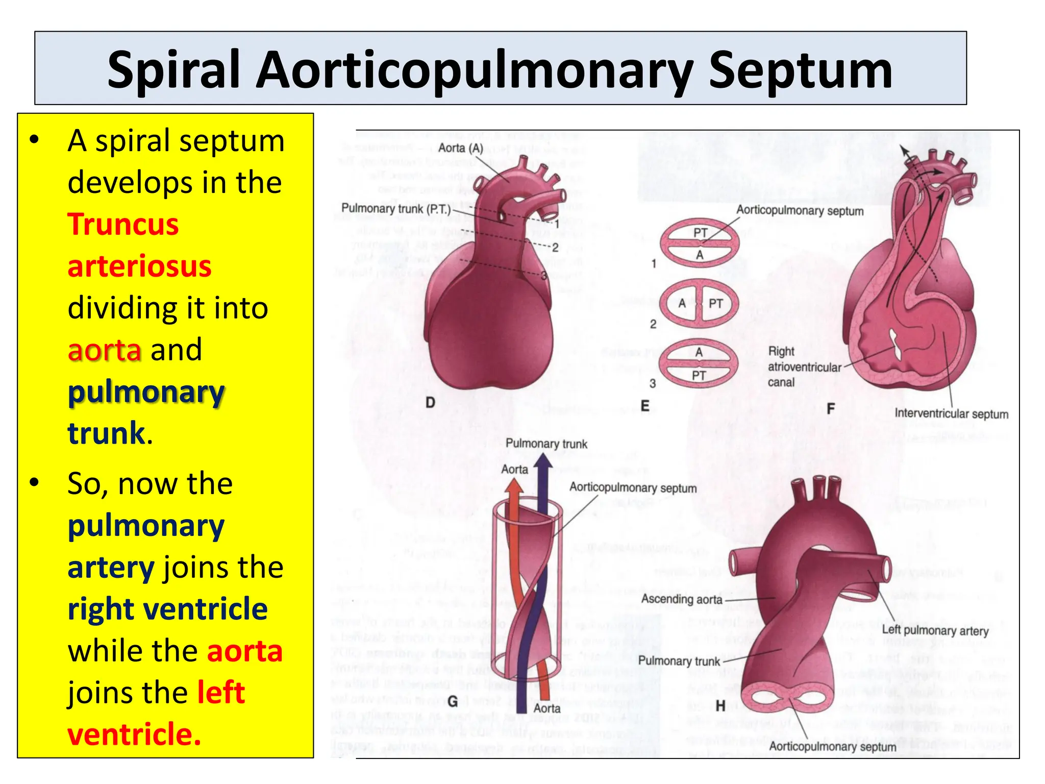 Embryology of heart and understand basic heart disease | PPT