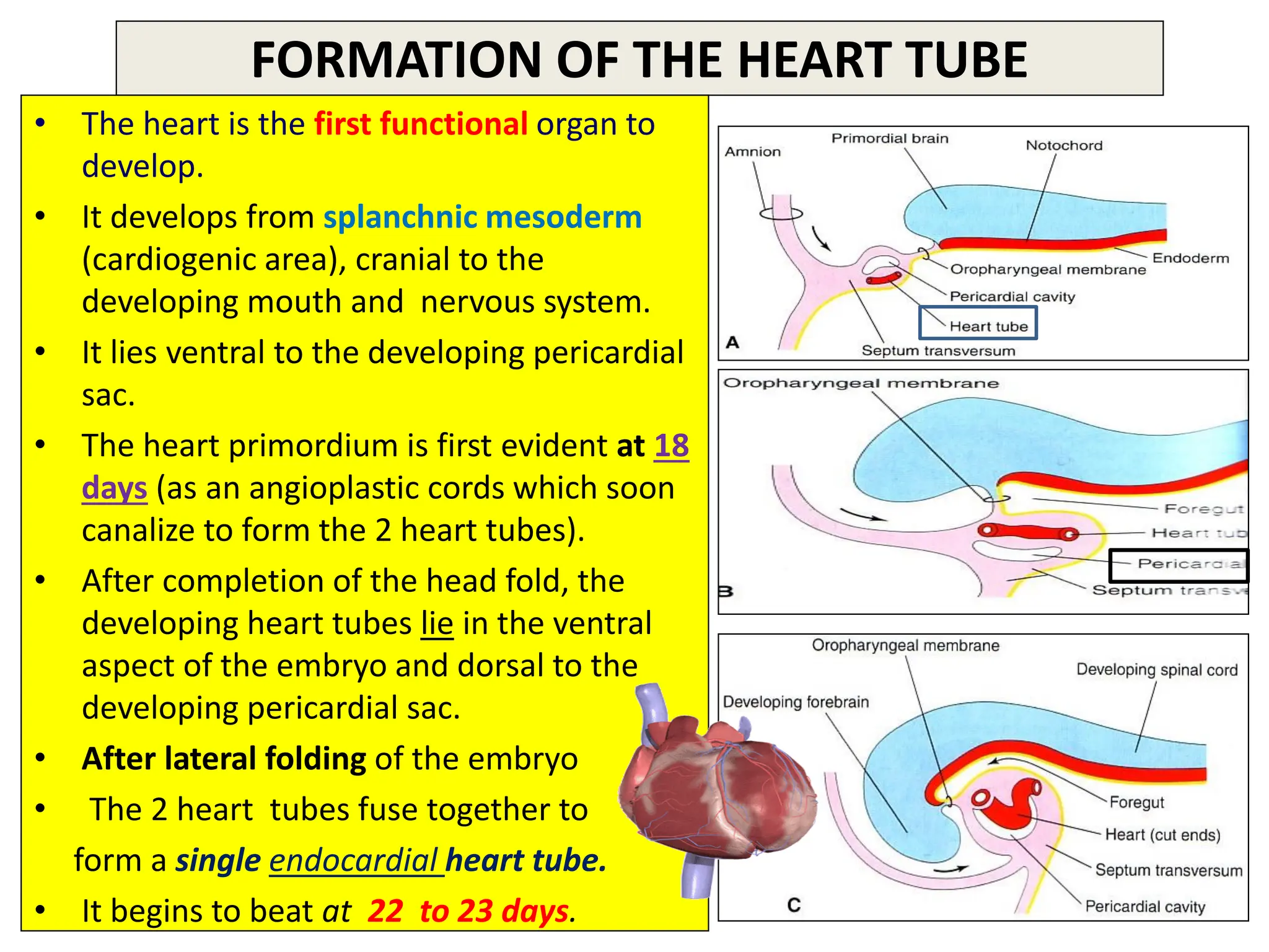Embryology of heart and understand basic heart disease | PPT