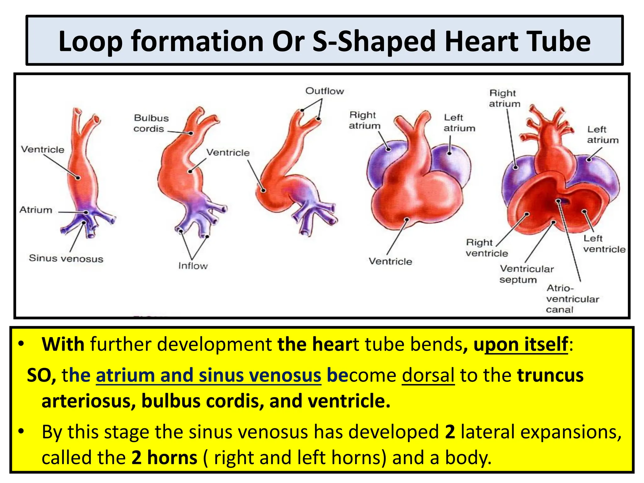 Embryology of heart and understand basic heart disease | PPT