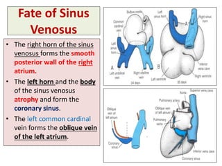 Embryology of heart and understand basic heart disease | PPT