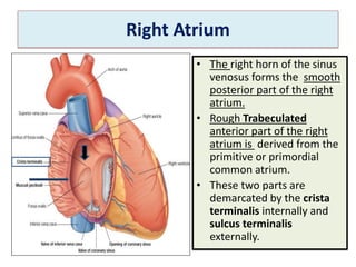 Embryology of heart and understand basic heart disease | PPT