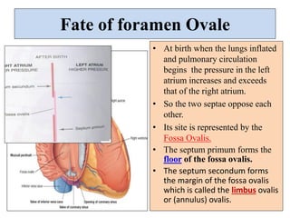 Embryology of heart and understand basic heart disease | PPT