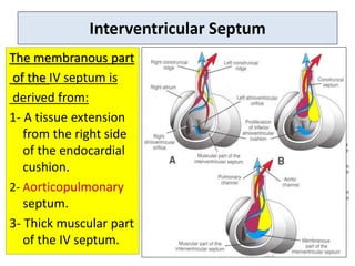 Embryology of heart and understand basic heart disease | PPT