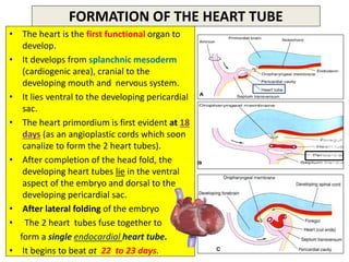 Embryology of heart and understand basic heart disease | PPT