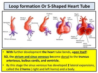 Embryology of heart and understand basic heart disease | PPT