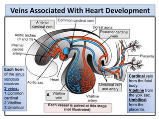 Embryology of heart and understand basic heart disease | PPT