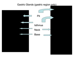 1 Histo Images Exam2 | PPT