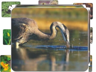 1 How Things Happen | PPT