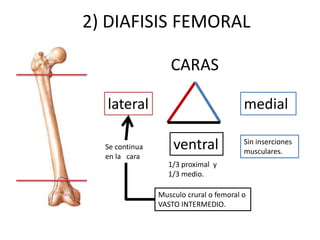 1. huesos del miembro inferior | PDF