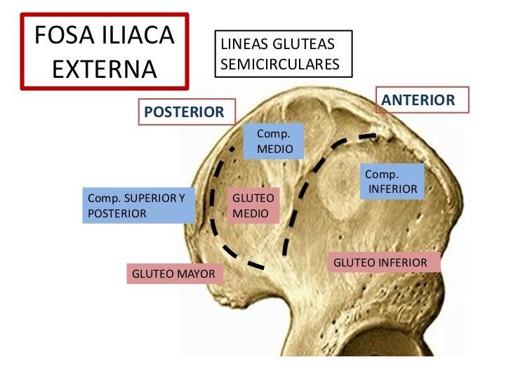 1. huesos del miembro inferior