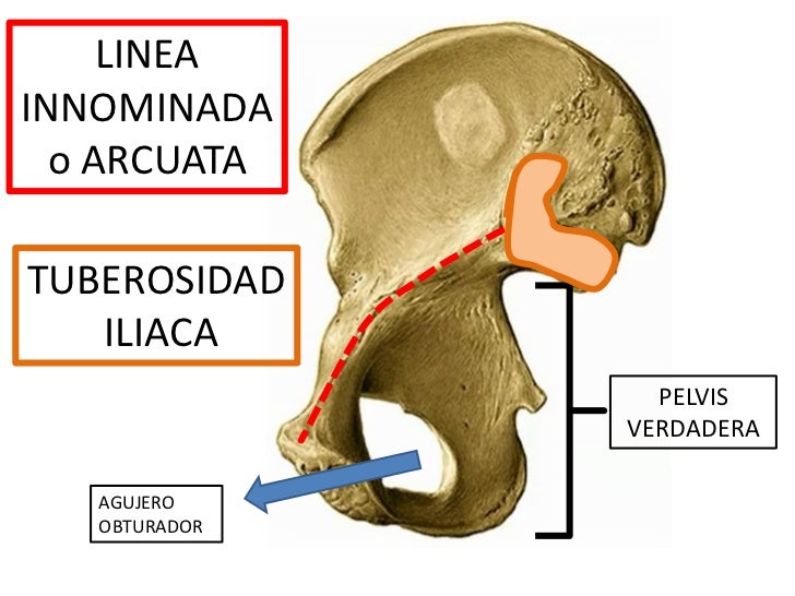 1. huesos del miembro inferior