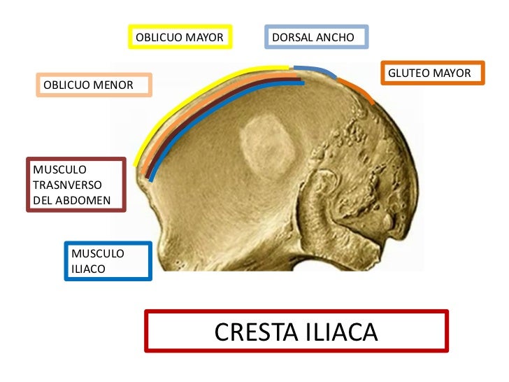 1. huesos del miembro inferior