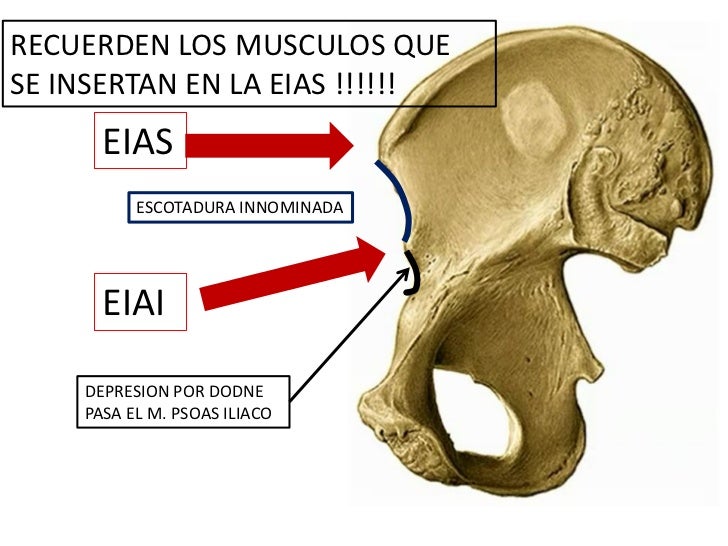 1. huesos del miembro inferior