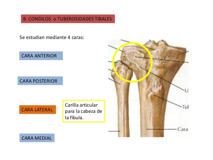 1. huesos del miembro inferior
