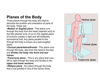 1-human biology.pptx year 1 biologylllll | PPTX