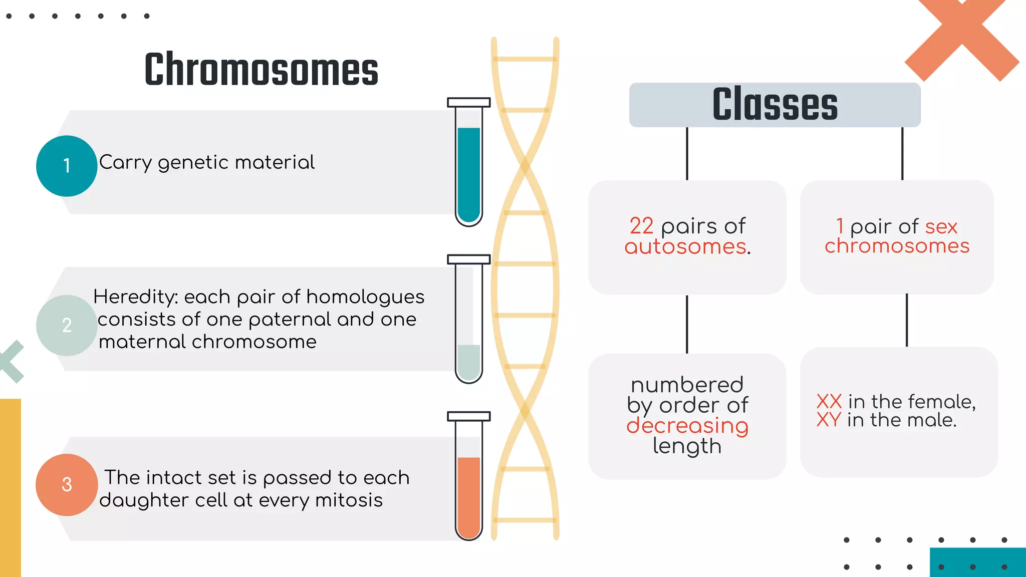 1-Human chromosomes Team441.pdf