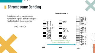 1-Human chromosomes Team441.pdf