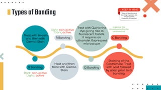 1-Human chromosomes Team441.pdf