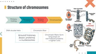 1-Human chromosomes Team441.pdf