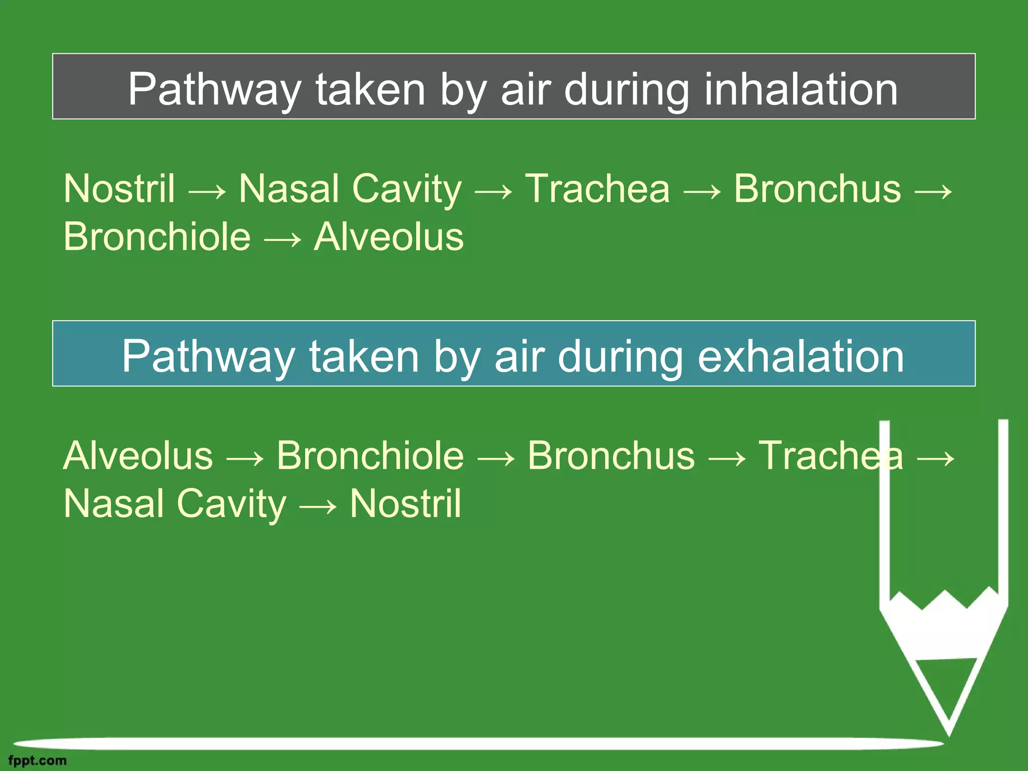 1 human respiratory system | PPT