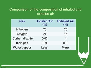 1 human respiratory system | PPT