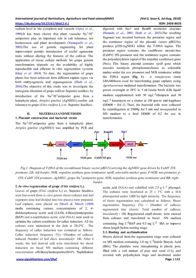 Production of Genetically Modified Grape (Vitis vinifera L.) Plants | PDF