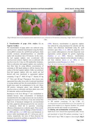Production of Genetically Modified Grape (Vitis vinifera L.) Plants | PDF