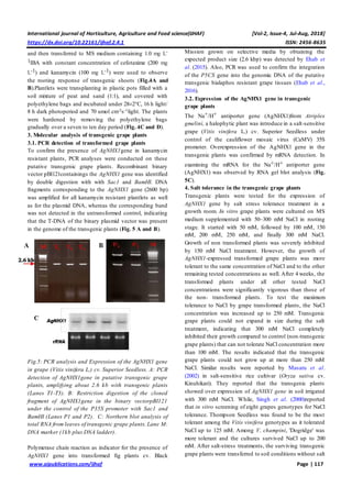 Production of Genetically Modified Grape (Vitis vinifera L.) Plants | PDF