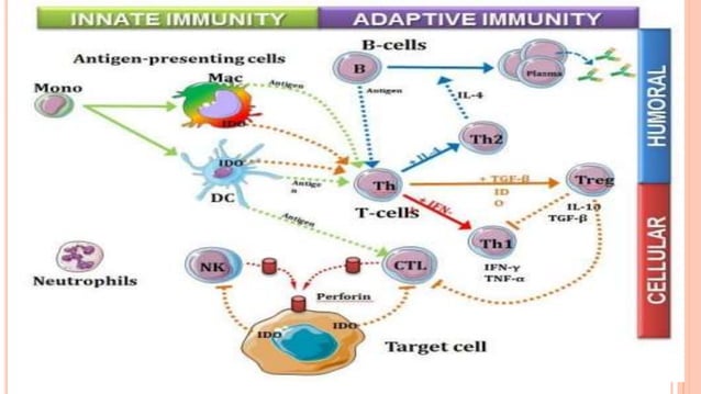 Immune Escape Mechanisms of Cancers and High Grade Glial Tumors | PPTX ...