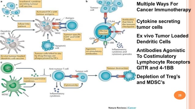 Immune Escape Mechanisms of Cancers and High Grade Glial Tumors | PPTX ...