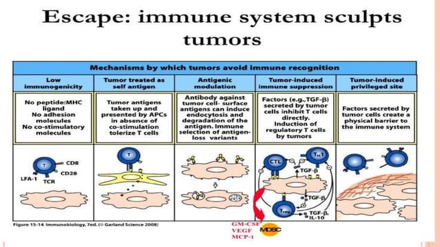 Immune Escape Mechanisms of Cancers and High Grade Glial Tumors | PPTX ...