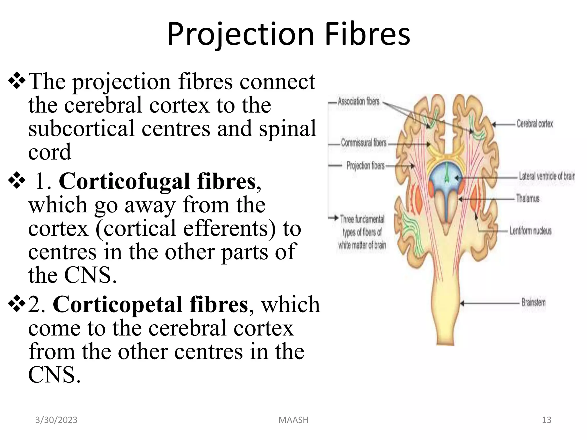 Internal features of the cerebrum.pptx