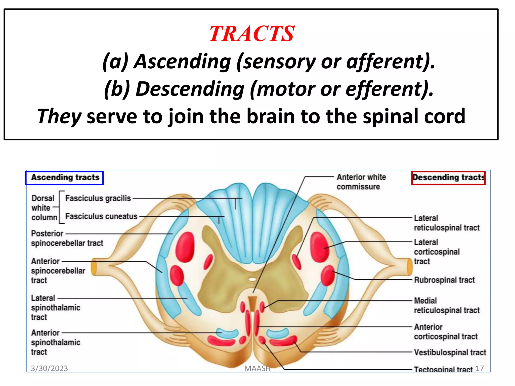 Internal features of the cerebrum.pptx