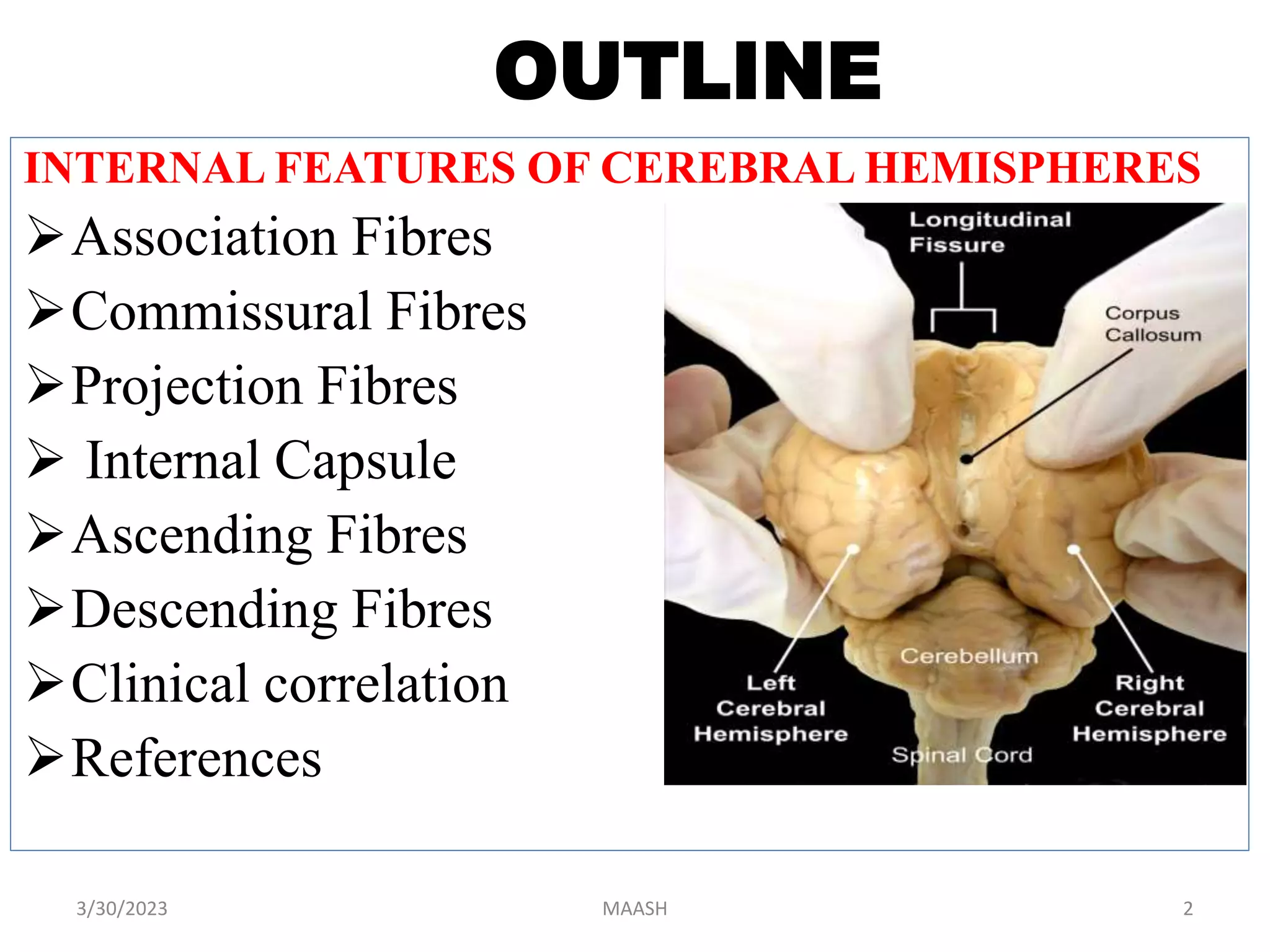 Internal features of the cerebrum.pptx
