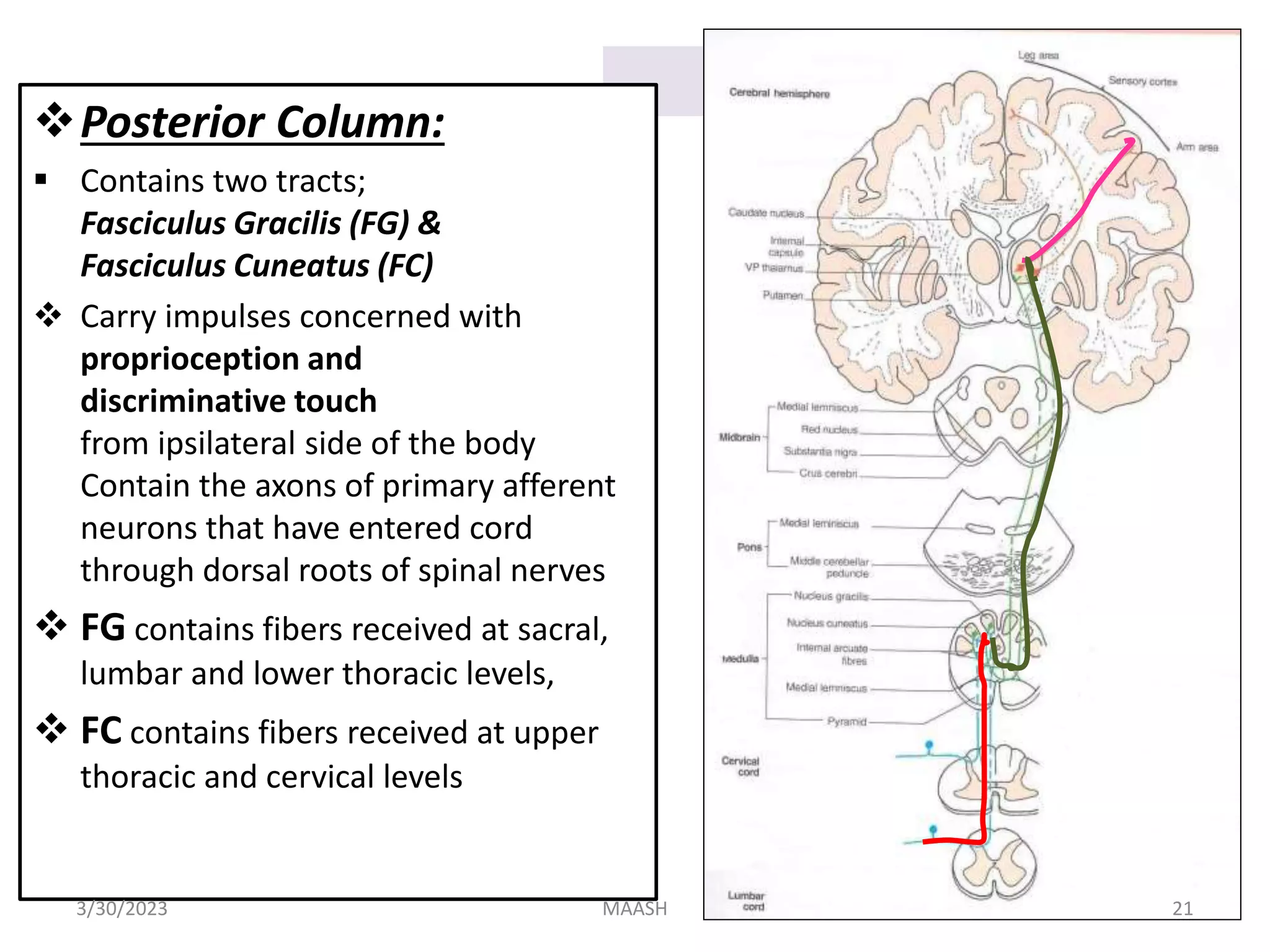 Internal features of the cerebrum.pptx