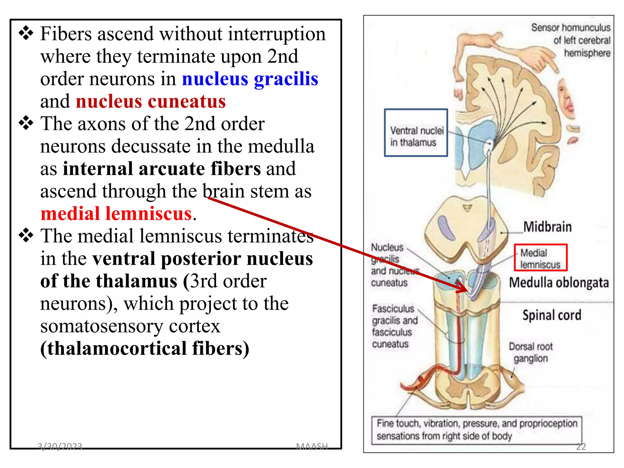 Internal features of the cerebrum.pptx